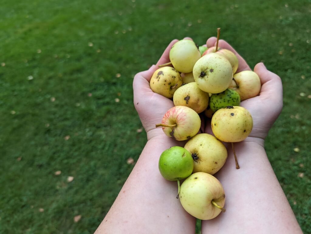 Kaip išplito obuoliai ir prie ko čia meškos? – Sidro istorijos